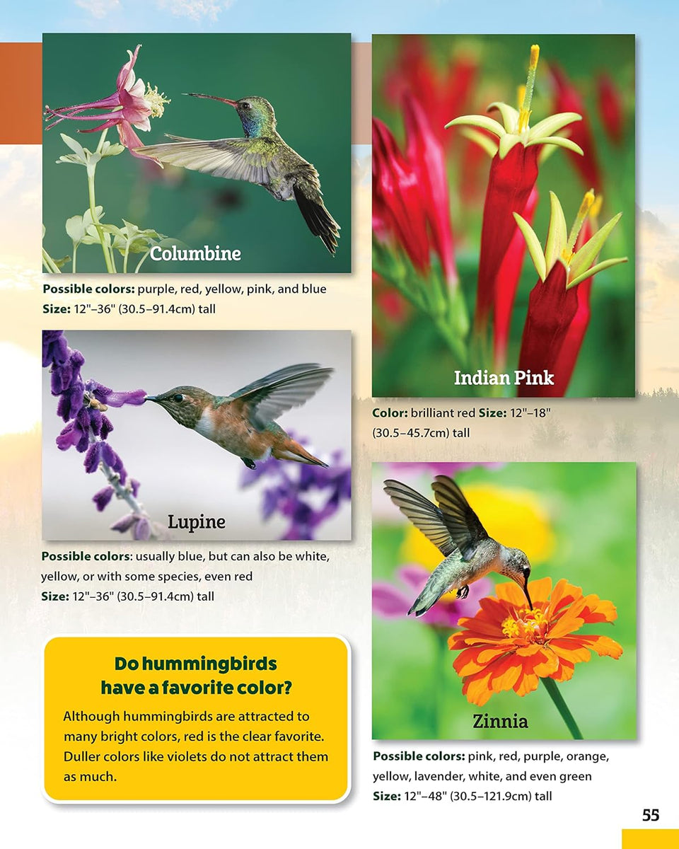 World of Pollinators: A Guide For All Explorers – Feed the Birds!