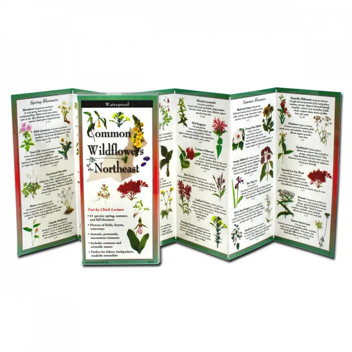 Common Wildflowers of the Northeast – Feed the Birds!